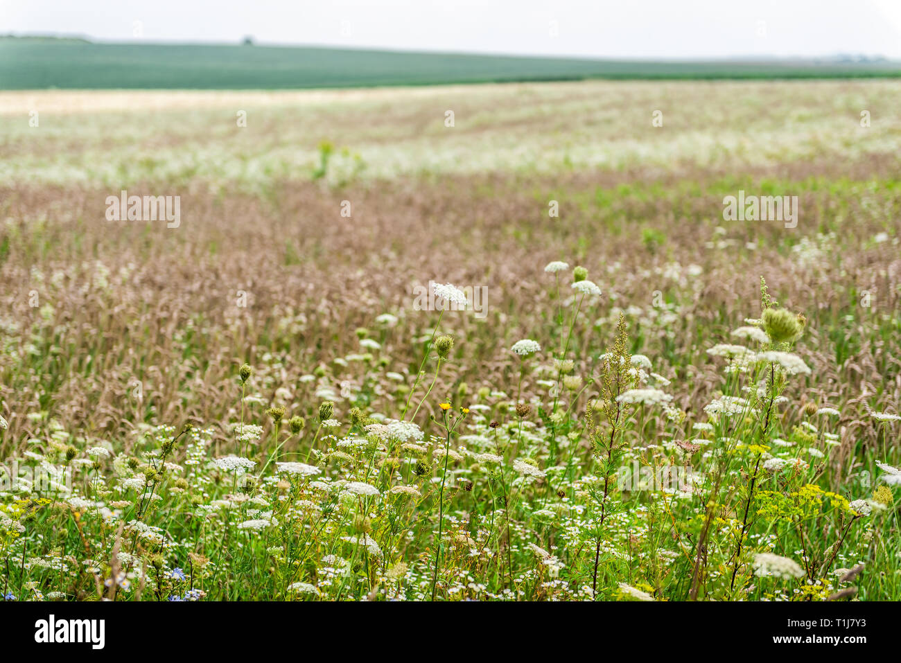 Landscape of farm fields in summer in Rivne, Ukraine green grass dried ...