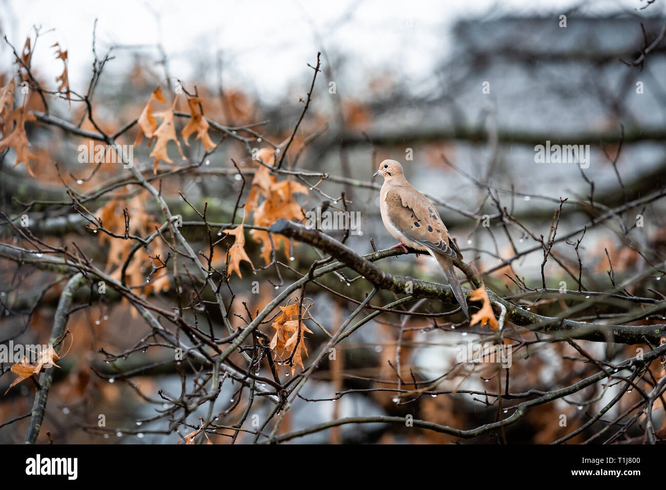 Mourning dove wet bird sitting perched on oak tree branch during winter ...