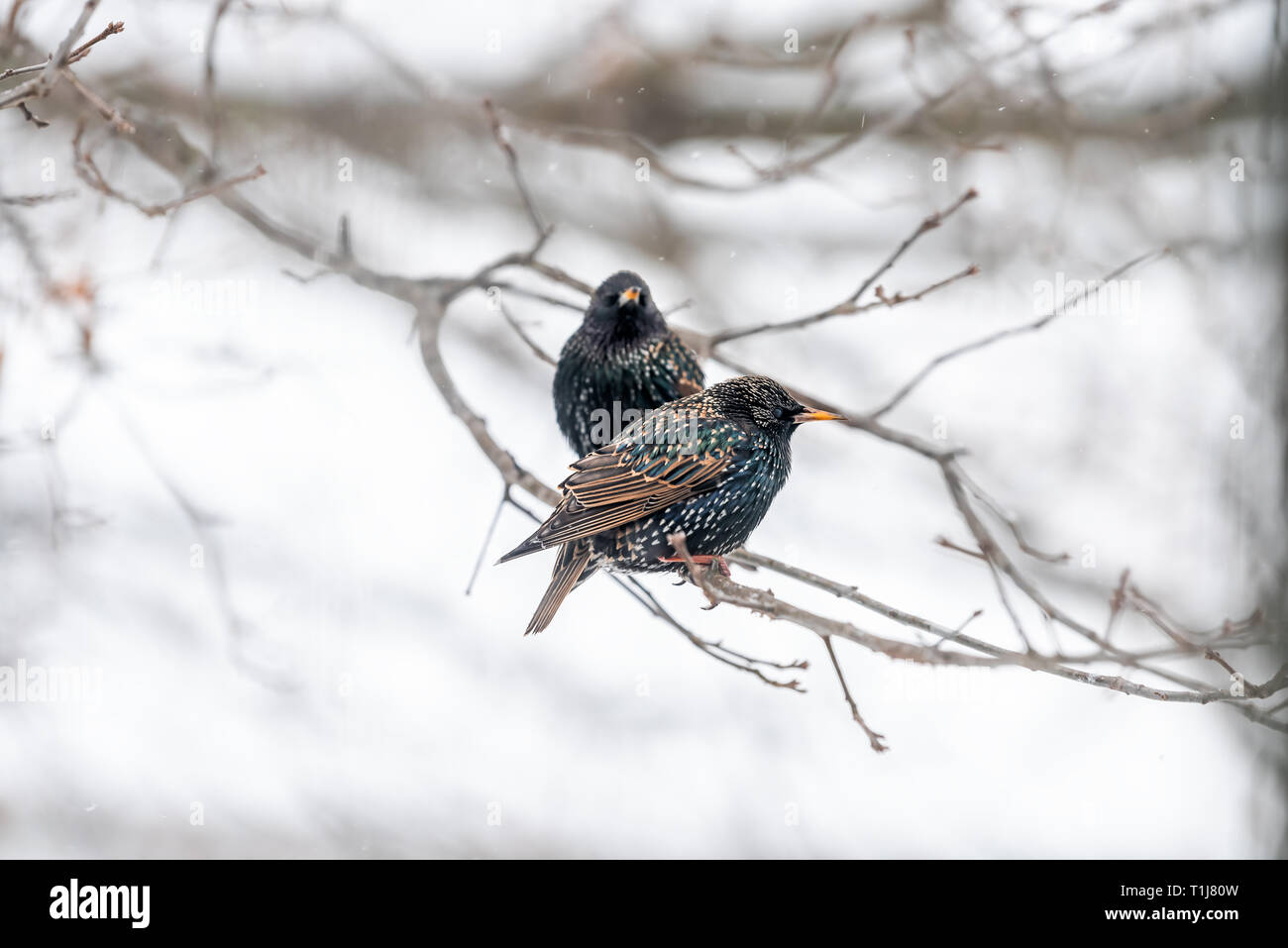 European Starling Winter