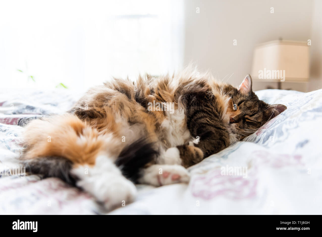 Happy sleepy fluffy calico maine coon cat face lying on bed pillows ...