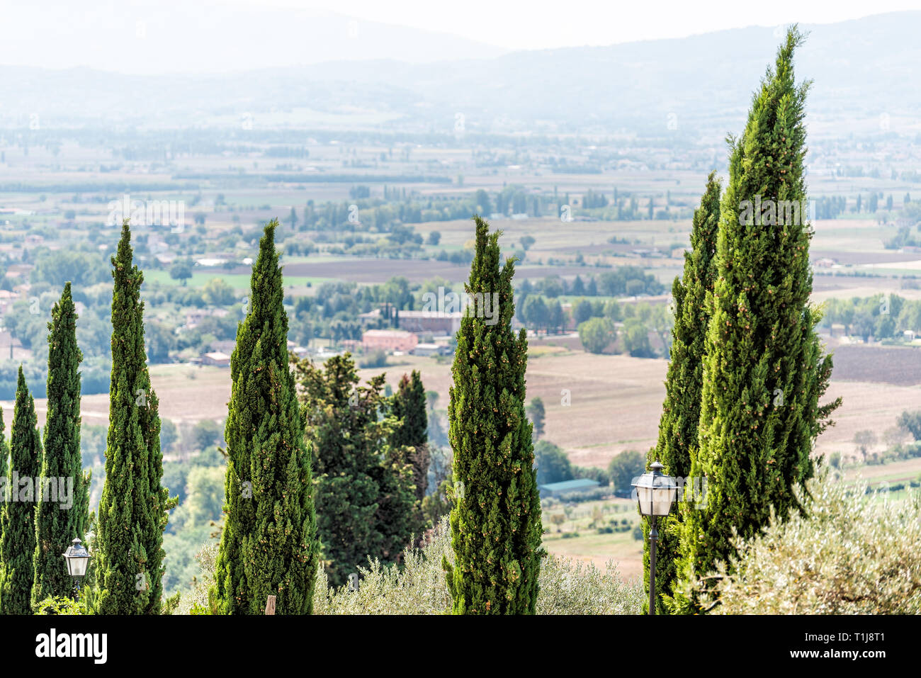 Many Row Of Cypress Trees In Town Or Village City Of Assisi In Umbria Italy Bokeh Background