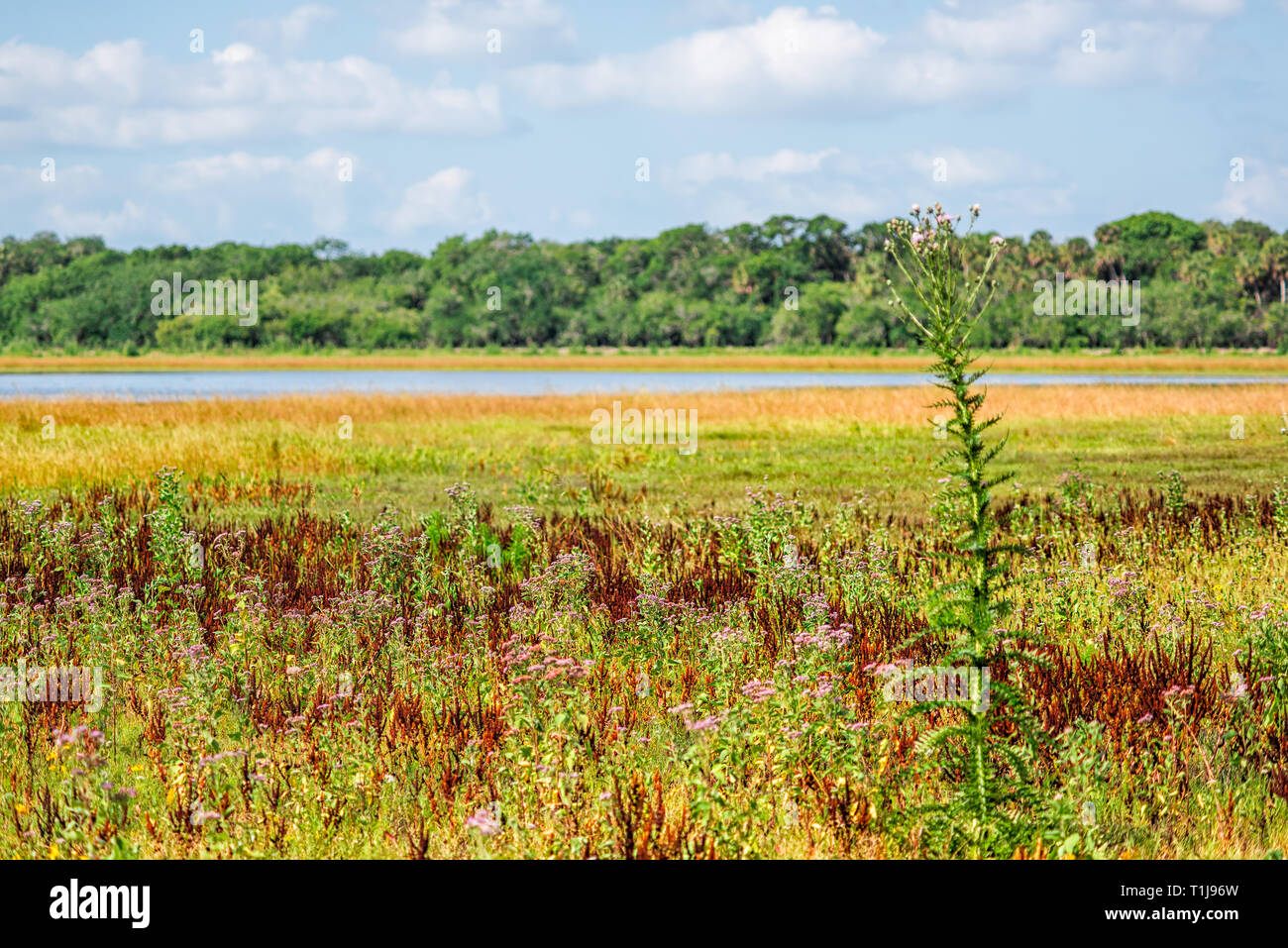 Savanna wildflowers hi-res stock photography and images - Alamy