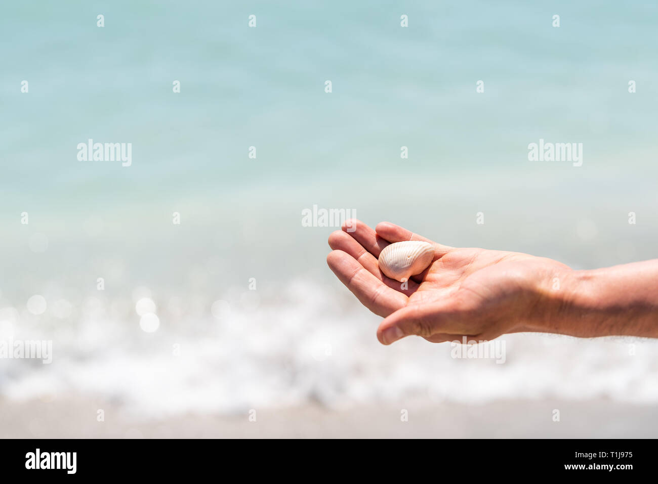 Male or female hand closeup holding one white seashell sea shell during ...