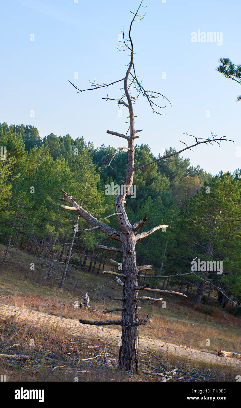 dry pine tree in the middle of a green forest, summer day Stock Photo ...
