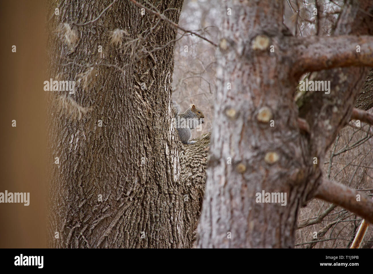 Close up view of a shy grey squirrel hiding on a branch between two ...