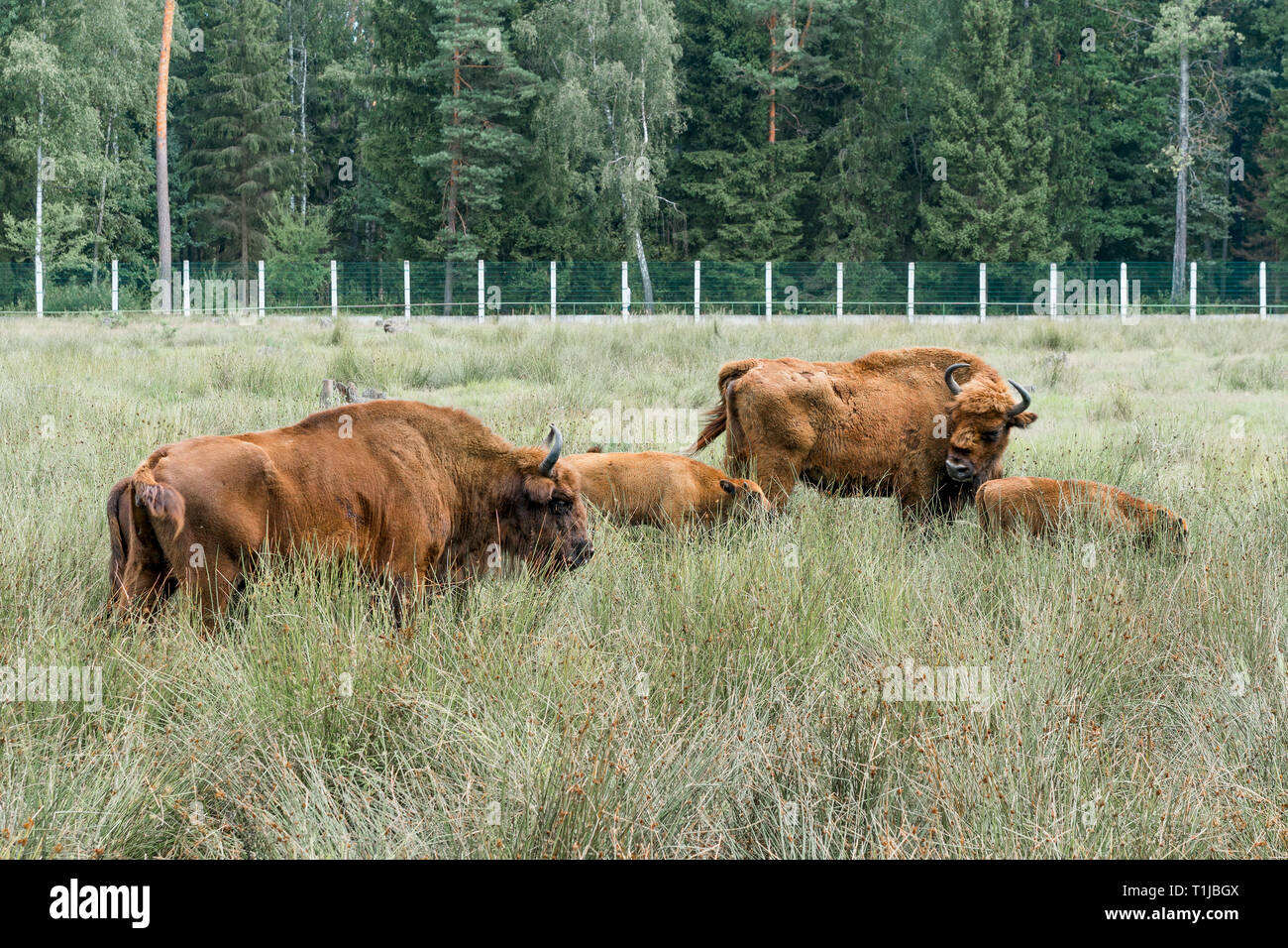 Wisent enclosure hi-res stock photography and images - Alamy