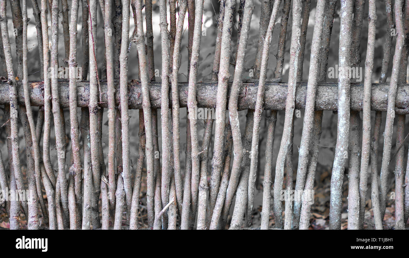 wall of willow twigs as background. Rural old fence, made from willow ...