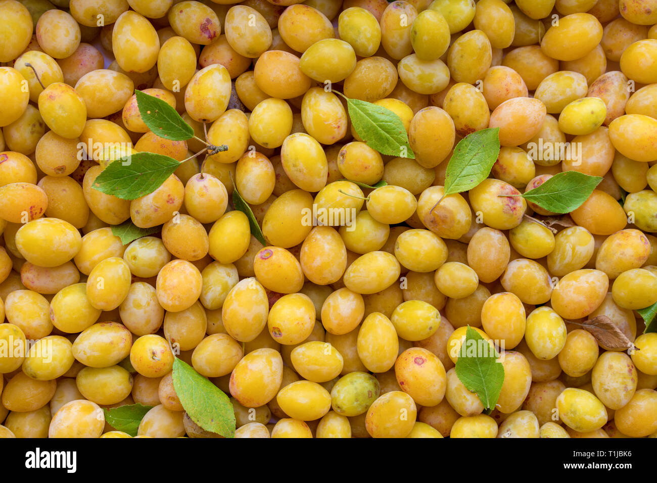 Fresh, natural, bunch of ripped yellow plums. Together with green ...