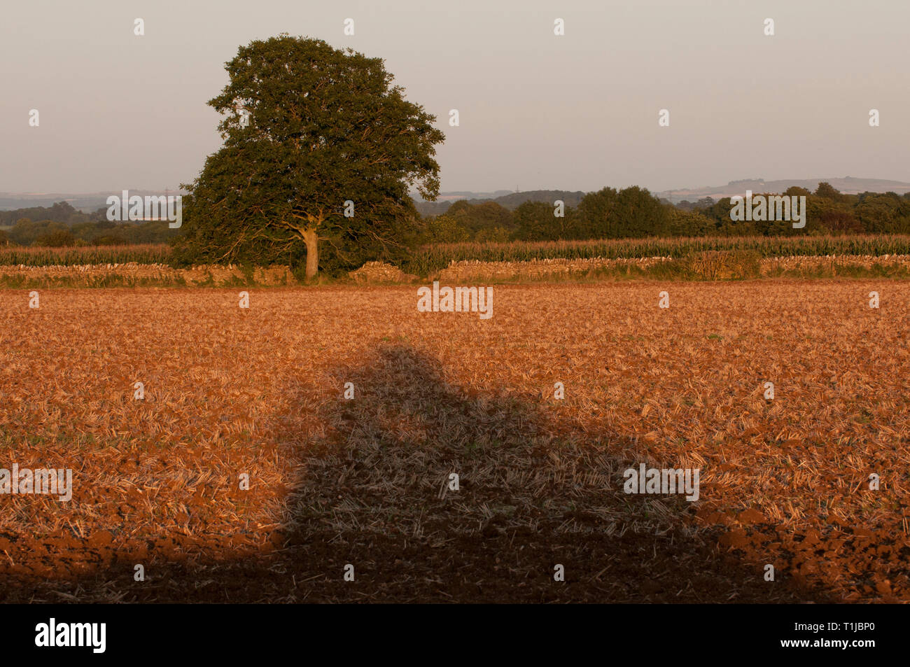 Empty field after harvesting Stock Photo - Alamy