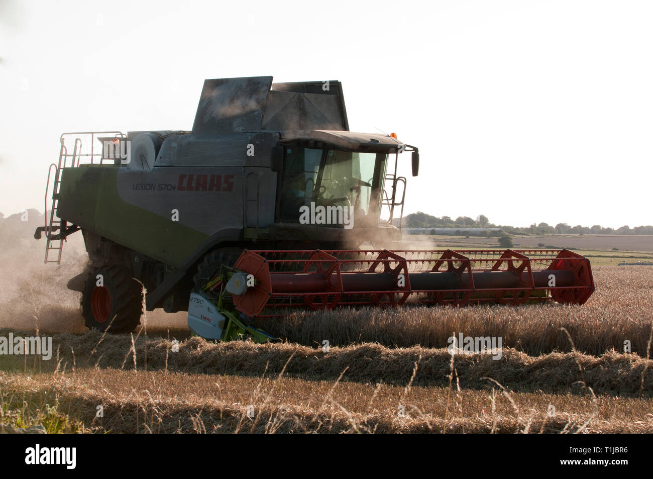 Combine harvester harvesting barley Stock Photo - Alamy