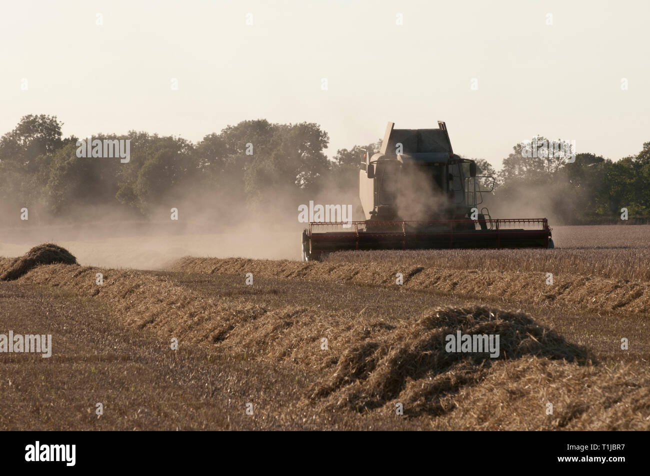 Combine harvester harvesting barley Stock Photo - Alamy