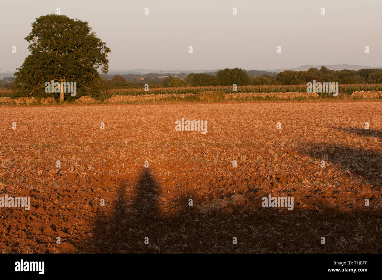 Empty field after harvesting Stock Photo - Alamy