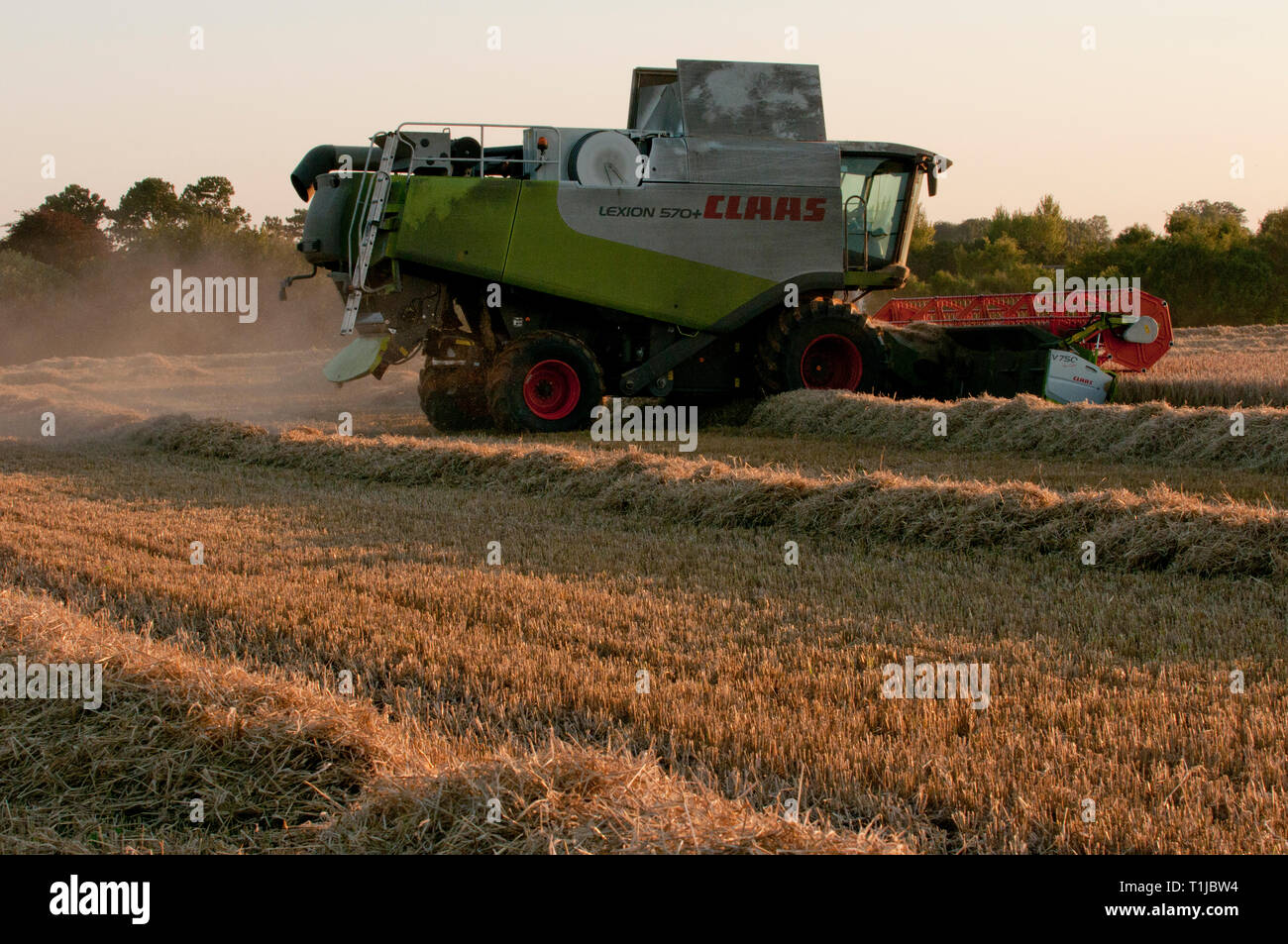 Combine harvester harvesting barley Stock Photo - Alamy