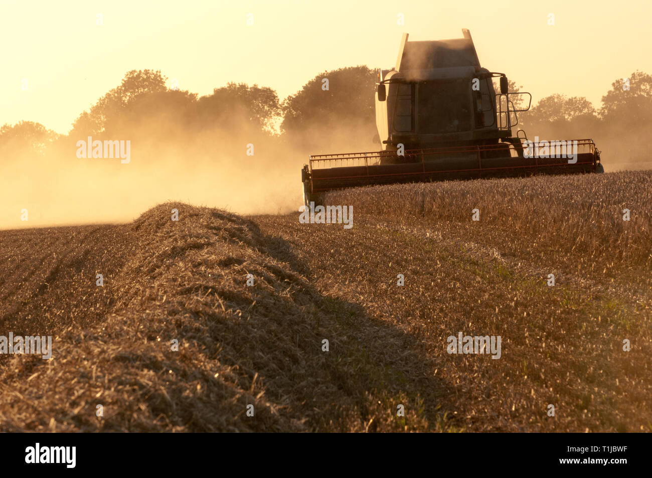 Combine harvester harvesting barley Stock Photo - Alamy
