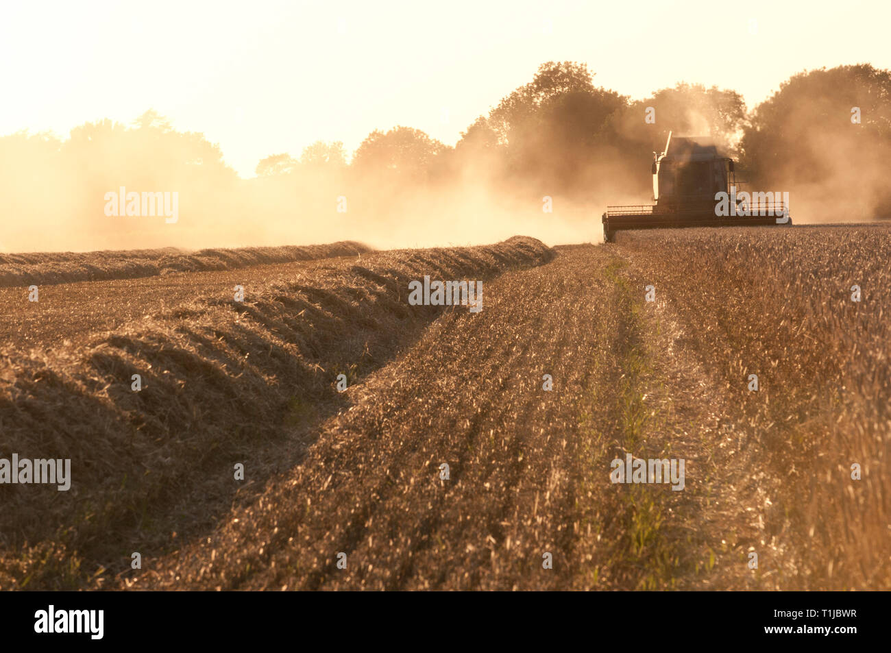 Barley harvest harvester hi-res stock photography and images - Alamy