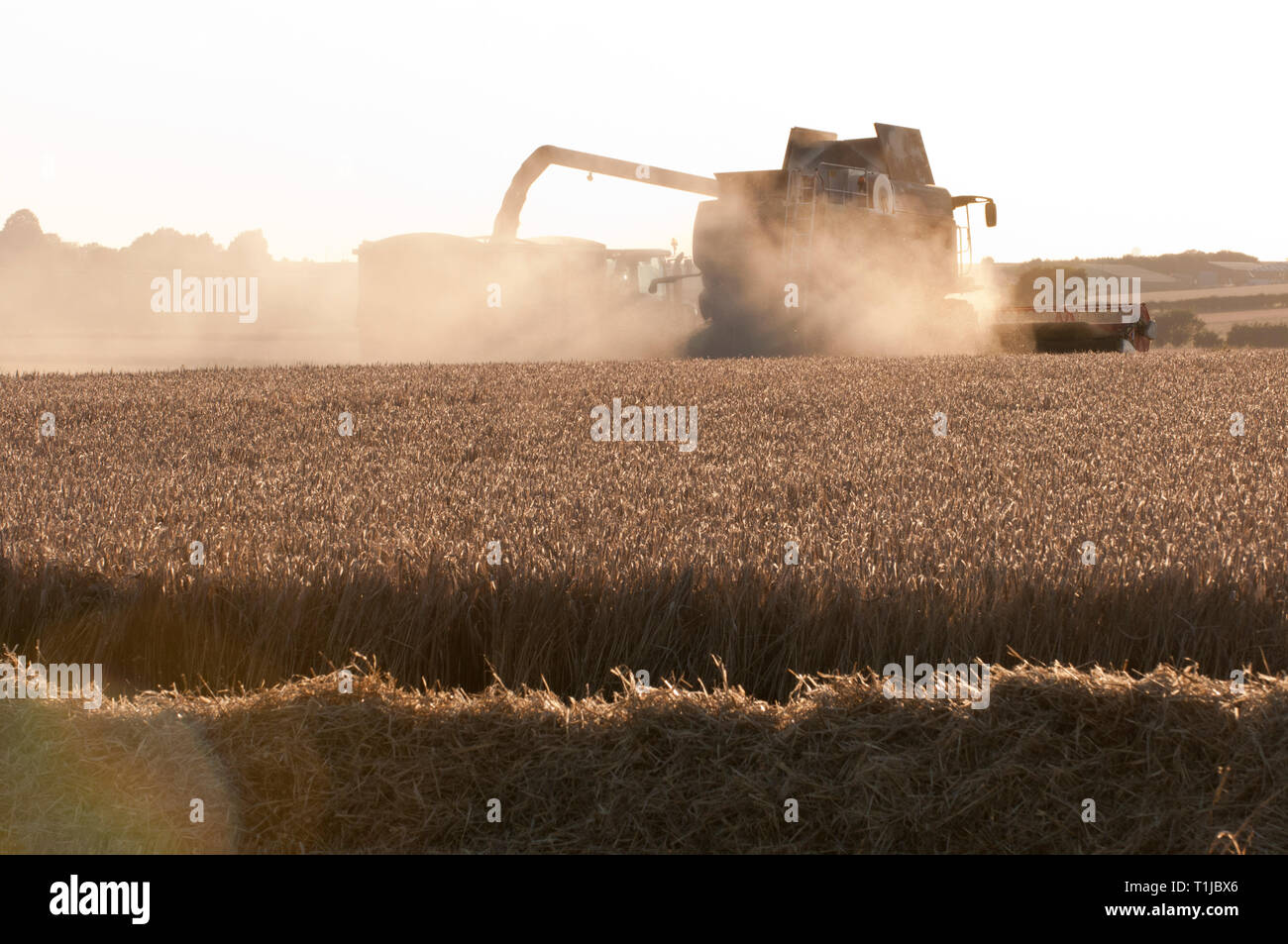 Tractor harvesting barley hi-res stock photography and images - Alamy
