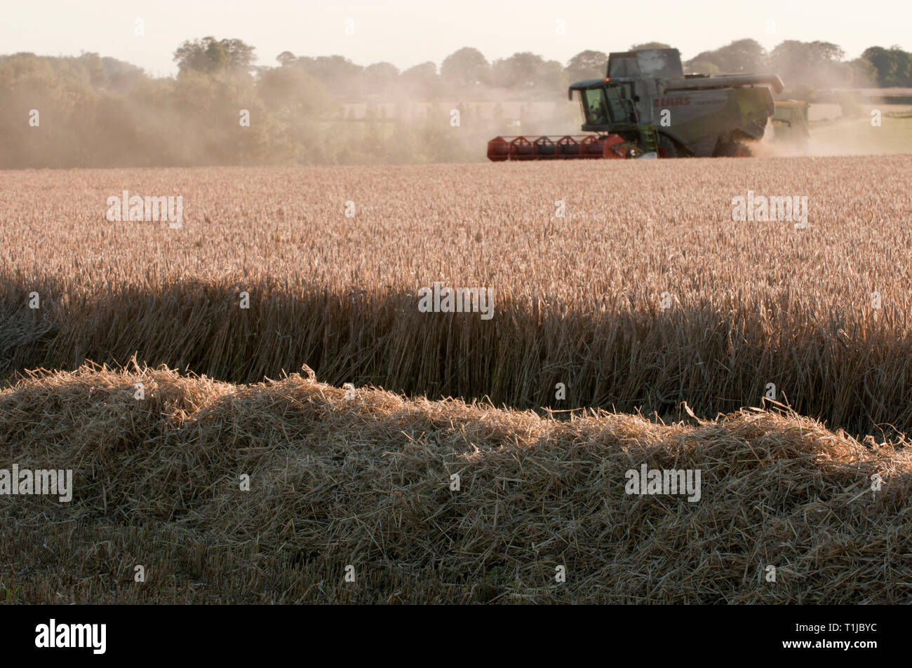 Combine harvester harvesting barley Stock Photo - Alamy