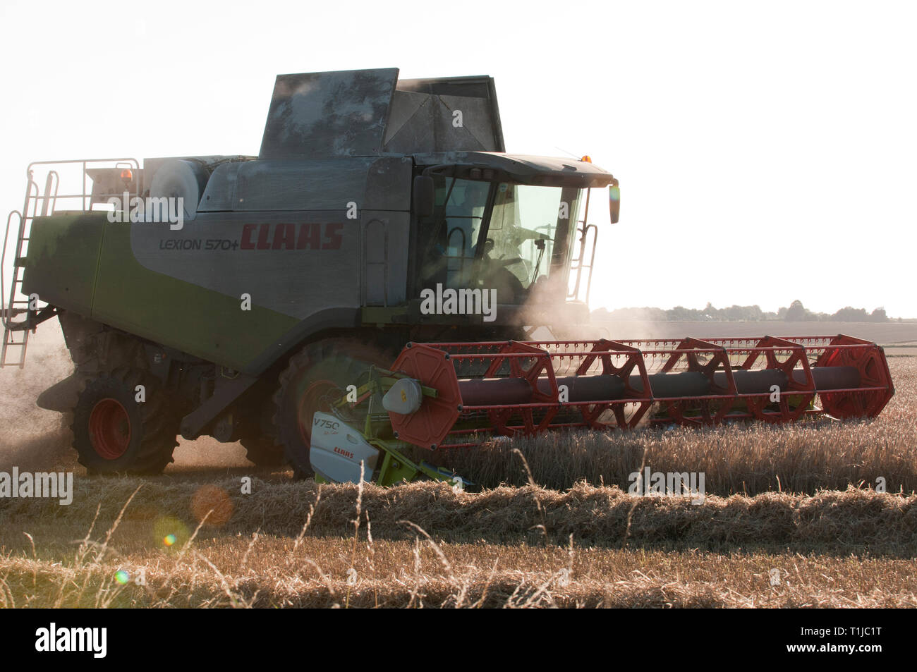 Combine harvester harvesting barley Stock Photo - Alamy