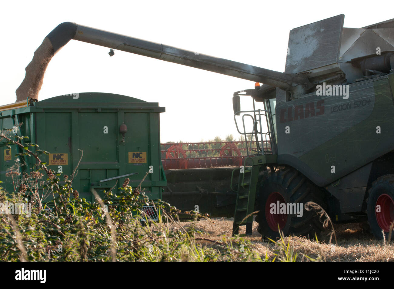 Combine harvester harvesting barley Stock Photo - Alamy