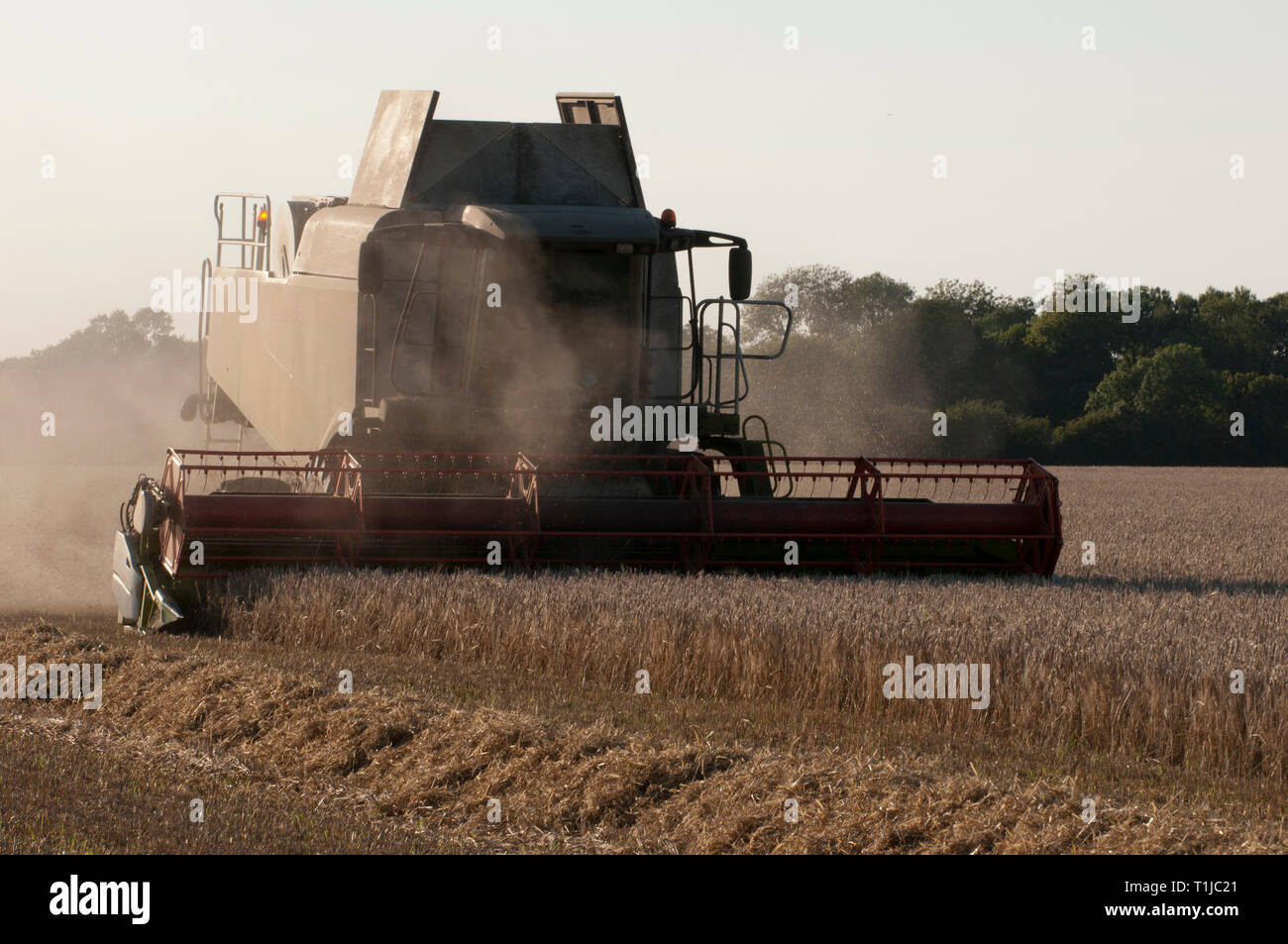 Combine harvester harvesting barley Stock Photo - Alamy