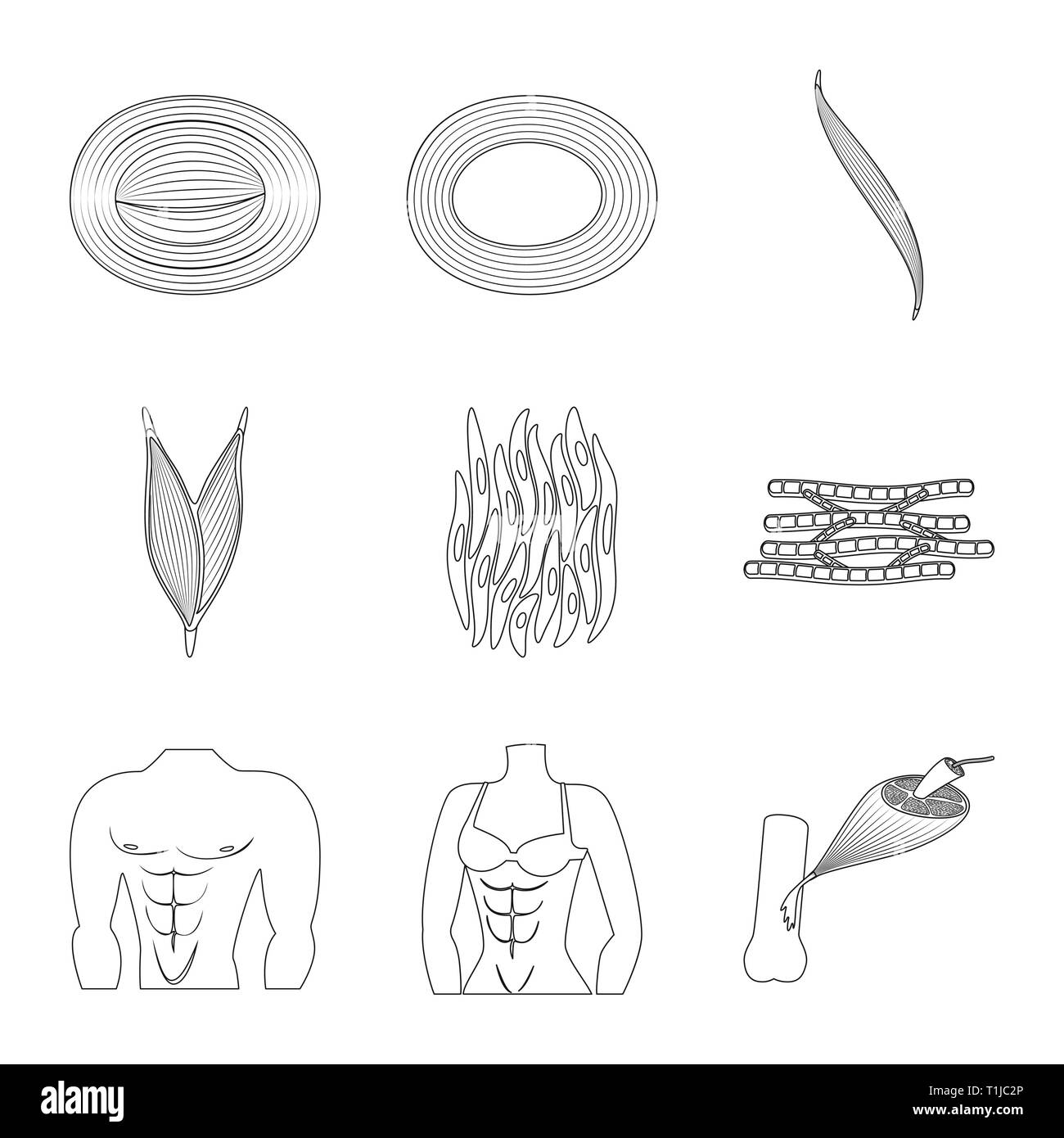 Vector design of fiber and muscular sign. Collection of fiber and body ...