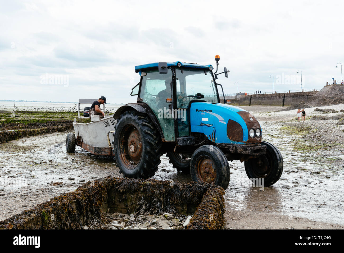 Cancale, France - July 27, 2018: Tractor in oyster farm at low tide a ...