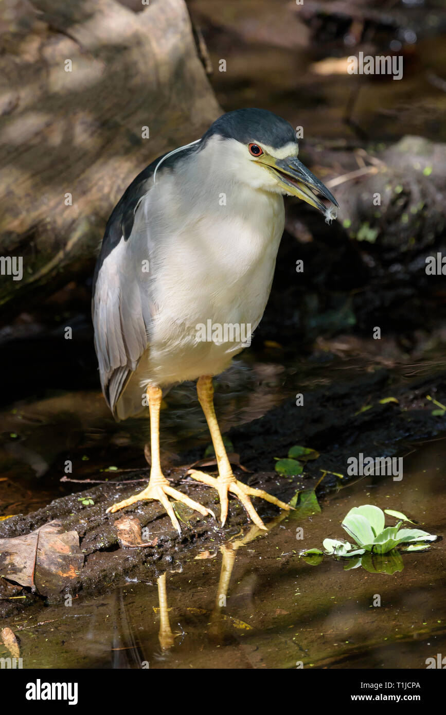 Black-crowned night heron (Nycticorax nycticorax) in Corkscrew Swamp ...