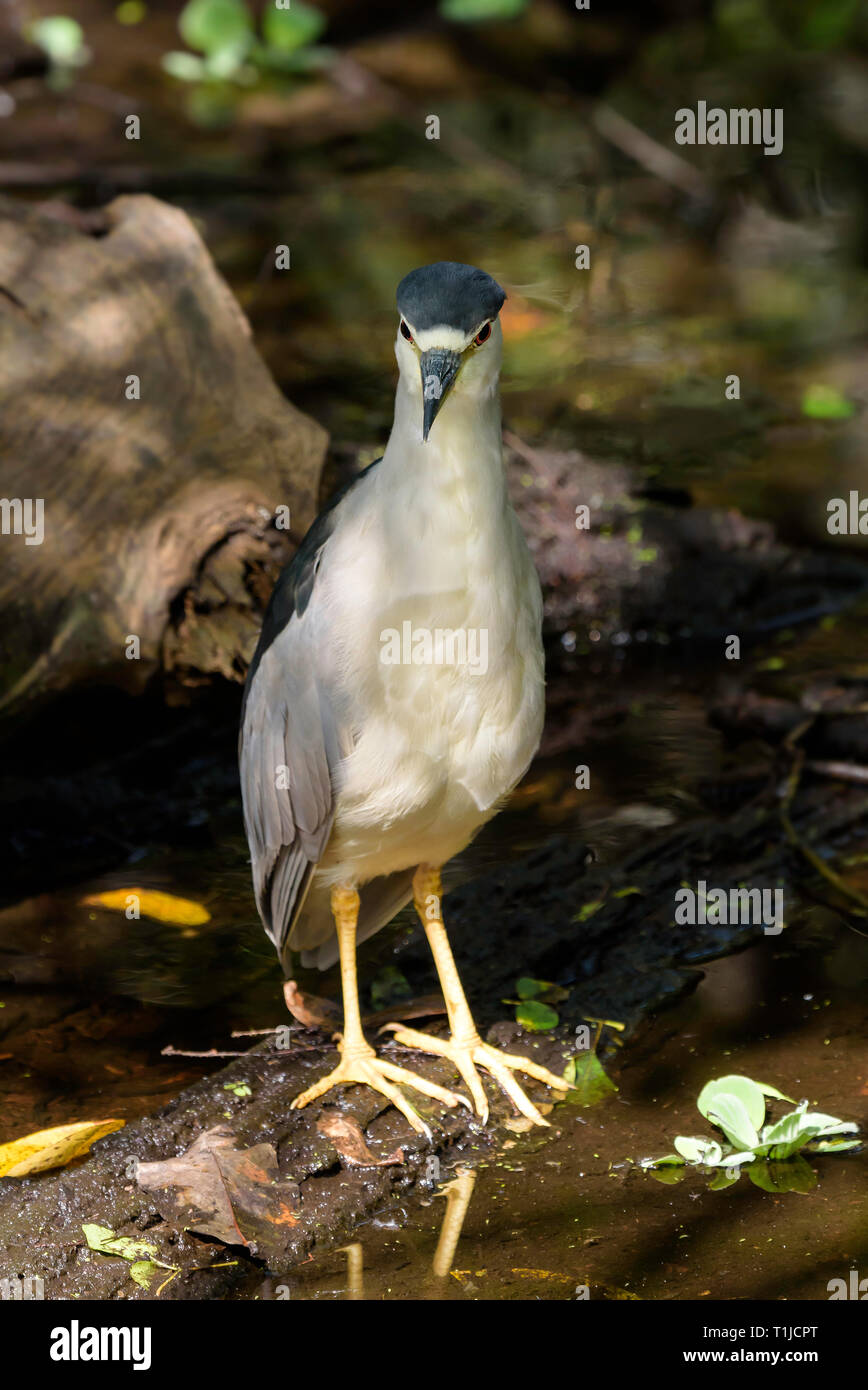 Black-crowned night heron (Nycticorax nycticorax) in Corkscrew Swamp ...