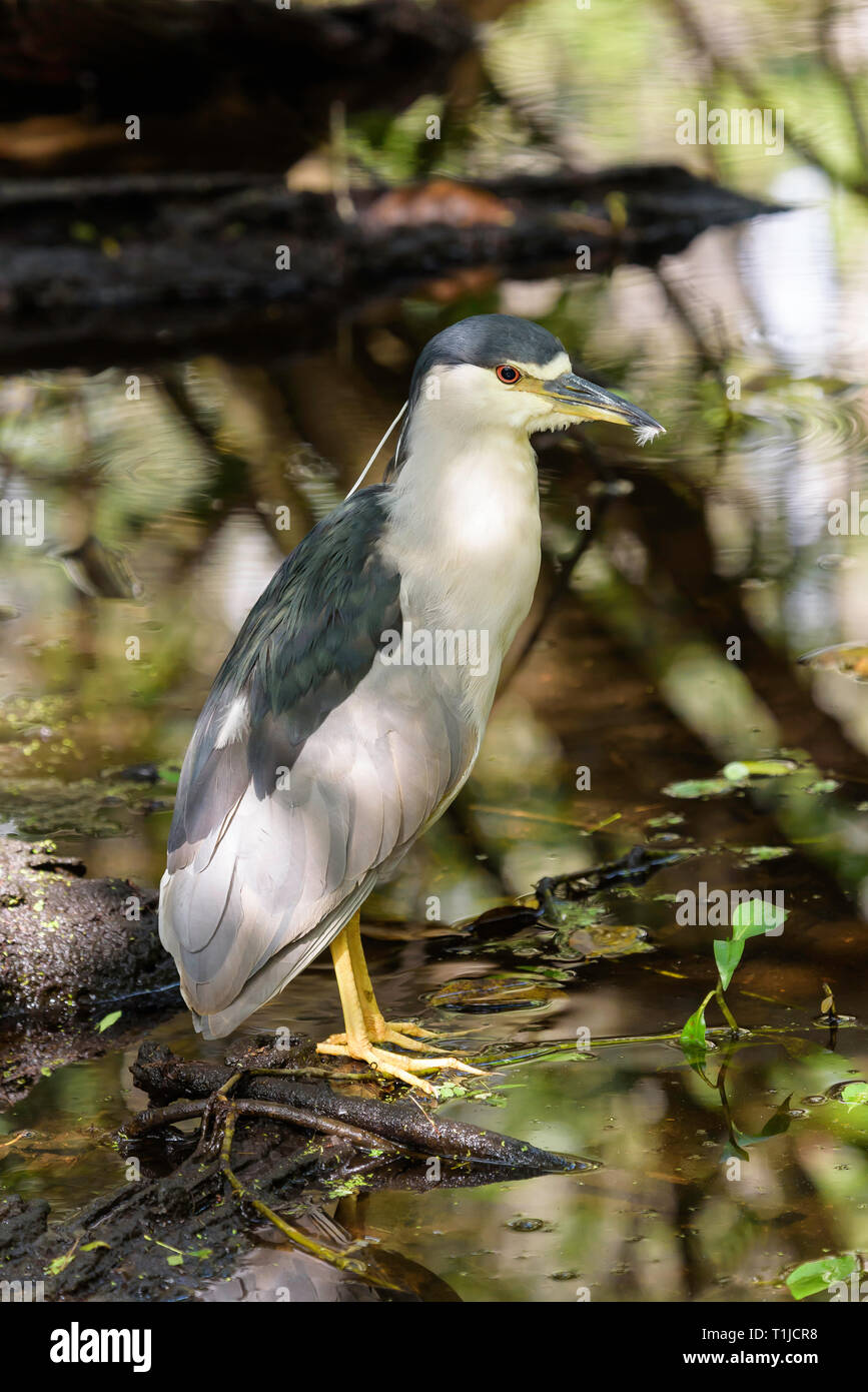 Black-crowned night heron (Nycticorax nycticorax) in Corkscrew Swamp ...