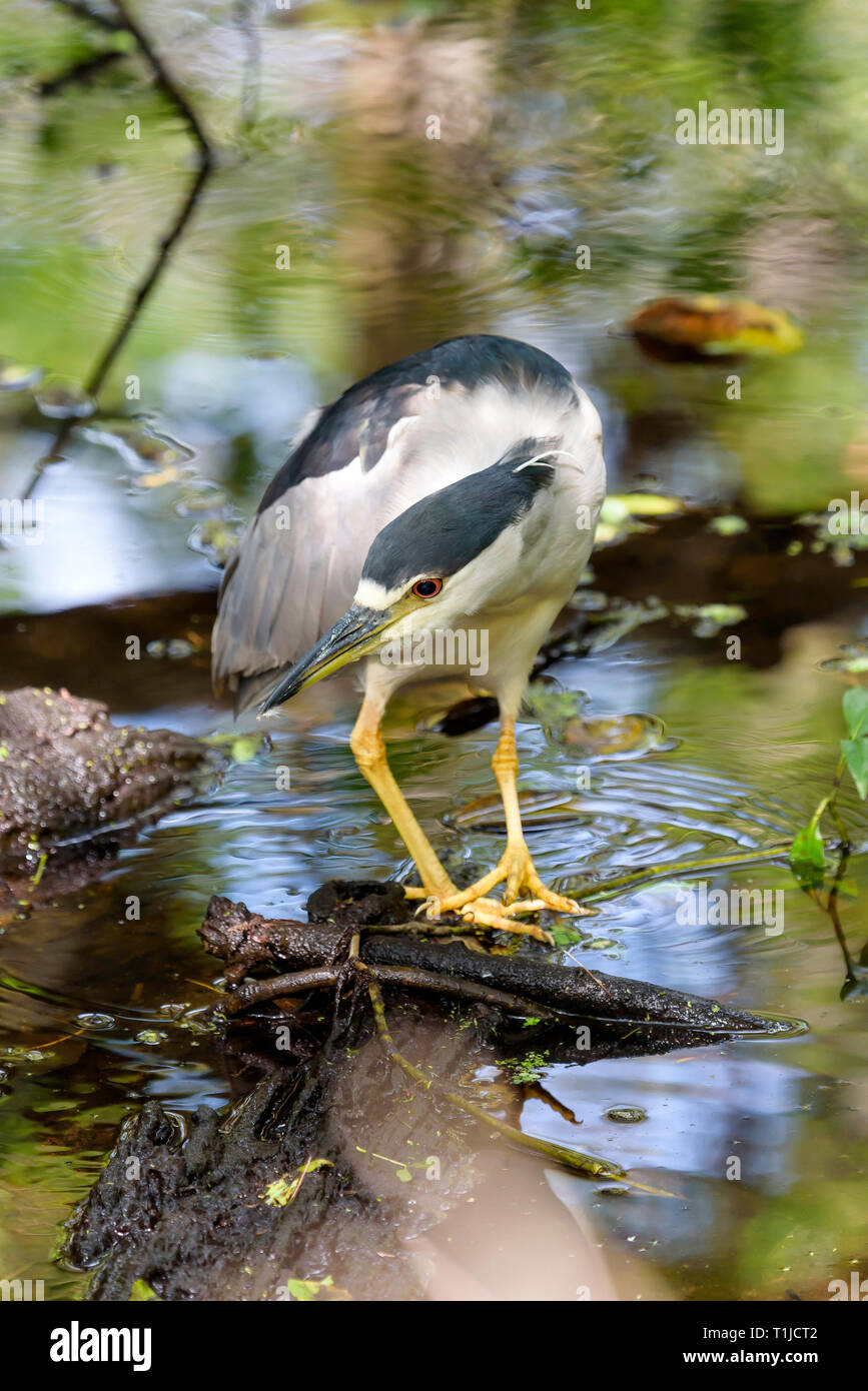 Black-crowned night heron (Nycticorax nycticorax) in Corkscrew Swamp ...
