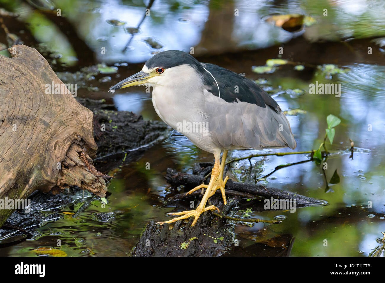 Black-crowned night heron (Nycticorax nycticorax) in Corkscrew Swamp ...