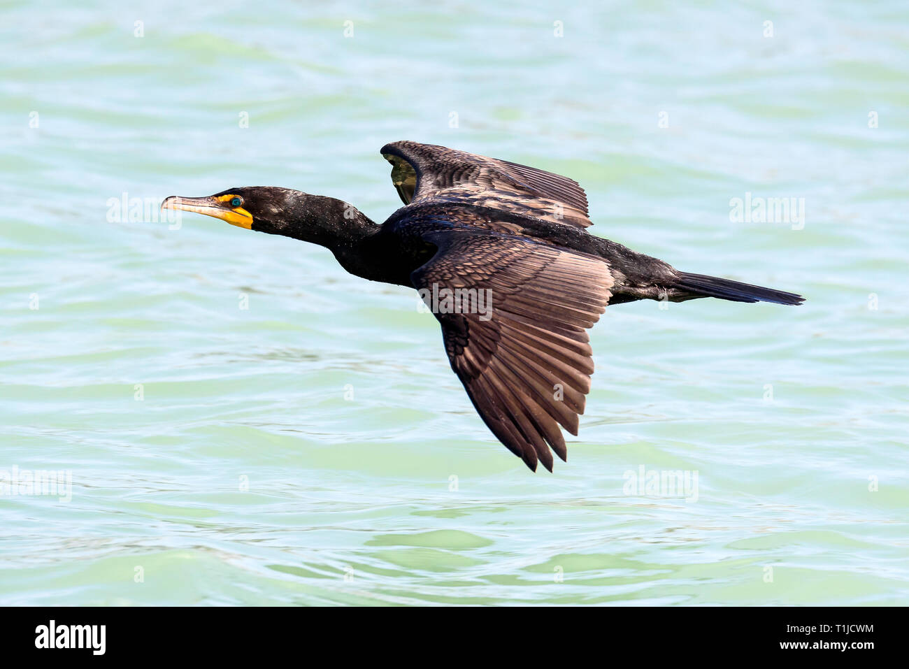 Double Crested Cormorant Flying