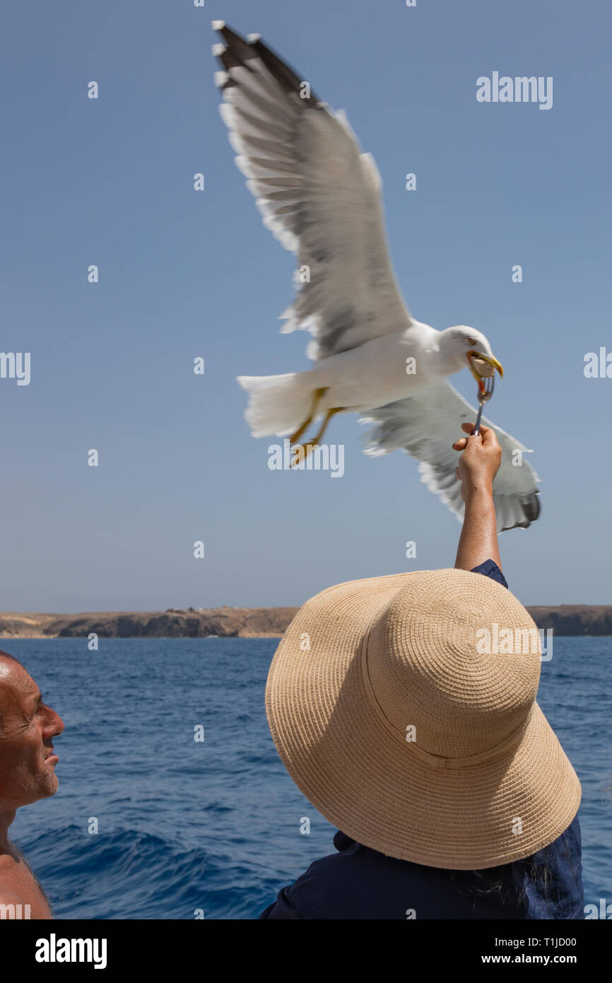 Silver Service Seagull Stock Photo - Alamy