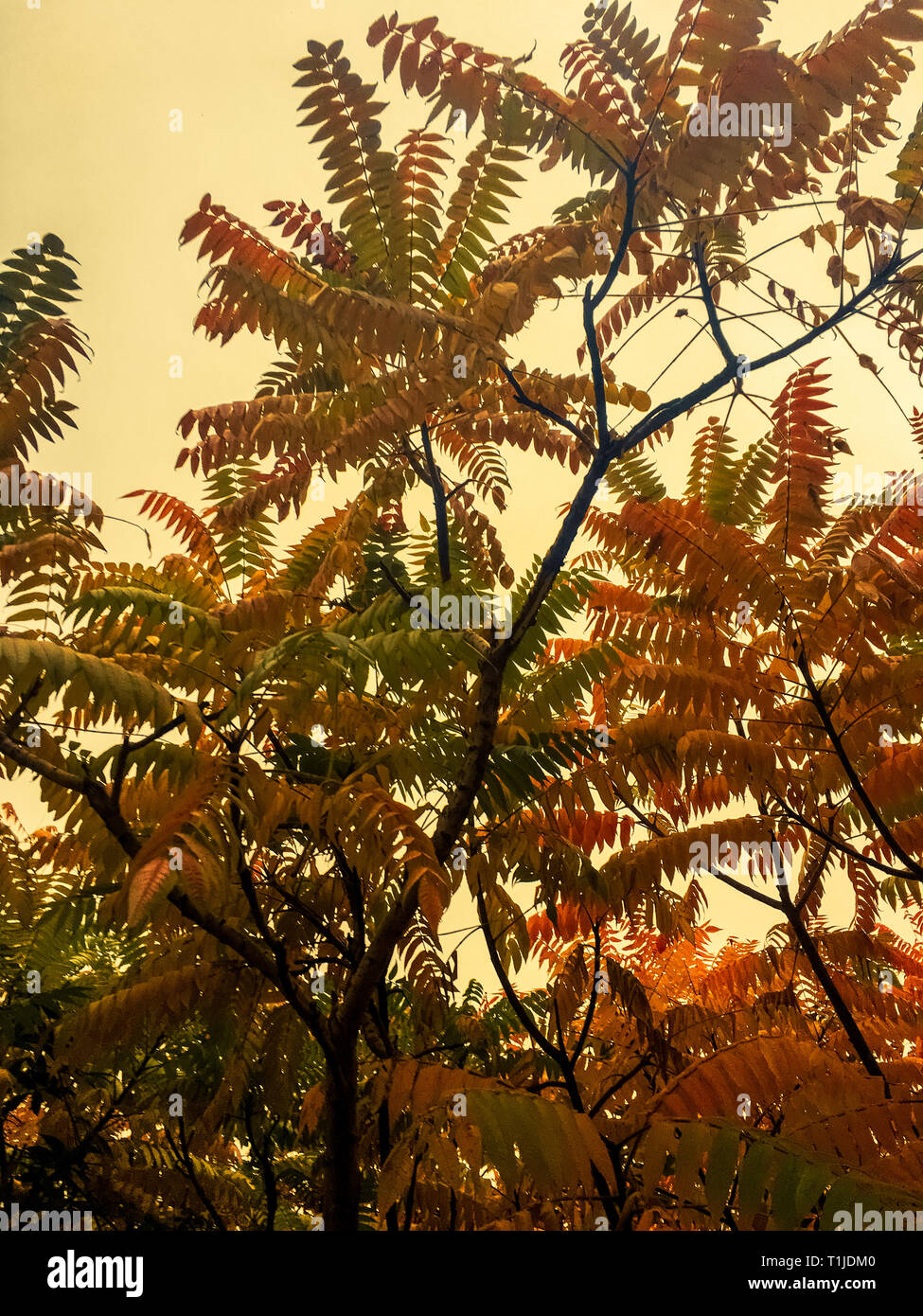 Fall season, weather and environment concept - Autumn leaves and trees ...