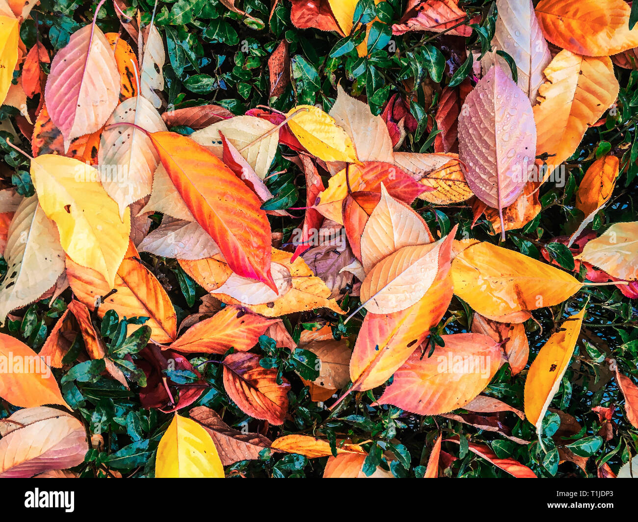 Fall season, weather and environment concept - Autumn leaves and trees ...