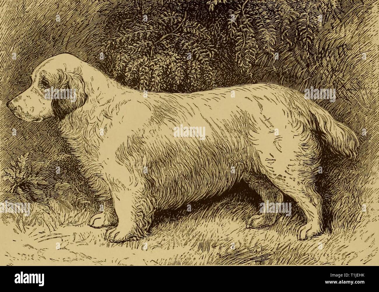 The dog book a Stock Photo - Alamy