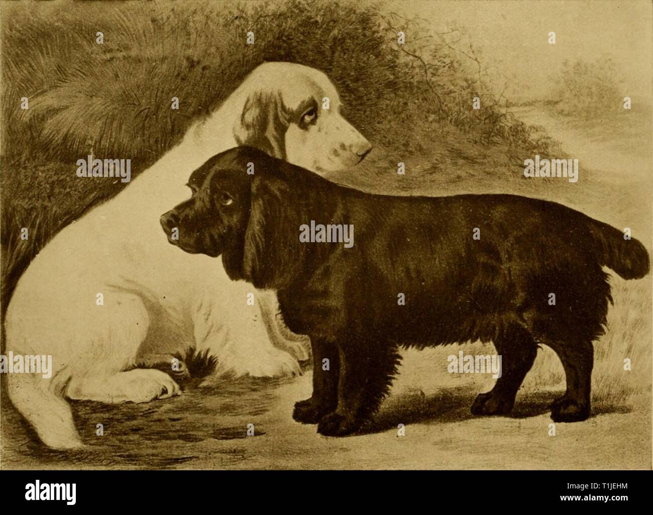 The dog book a Stock Photo - Alamy