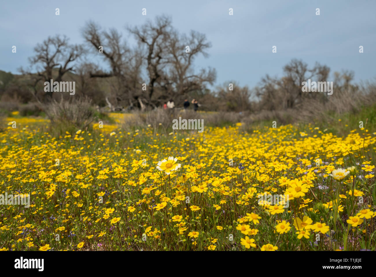 Goldfields wildflowers desert hi-res stock photography and images - Alamy