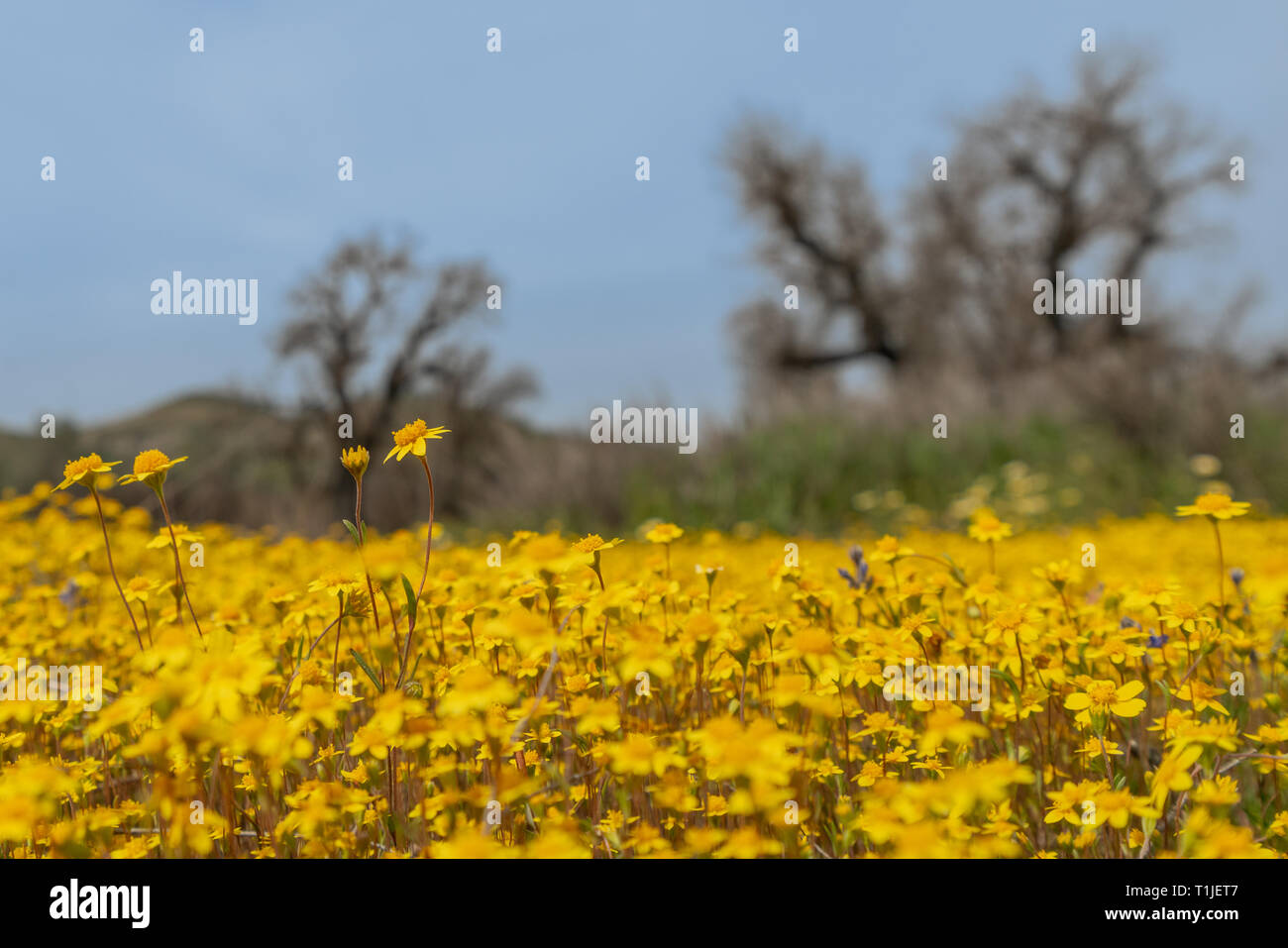 California goldfields flowers super bloom hi-res stock photography and ...