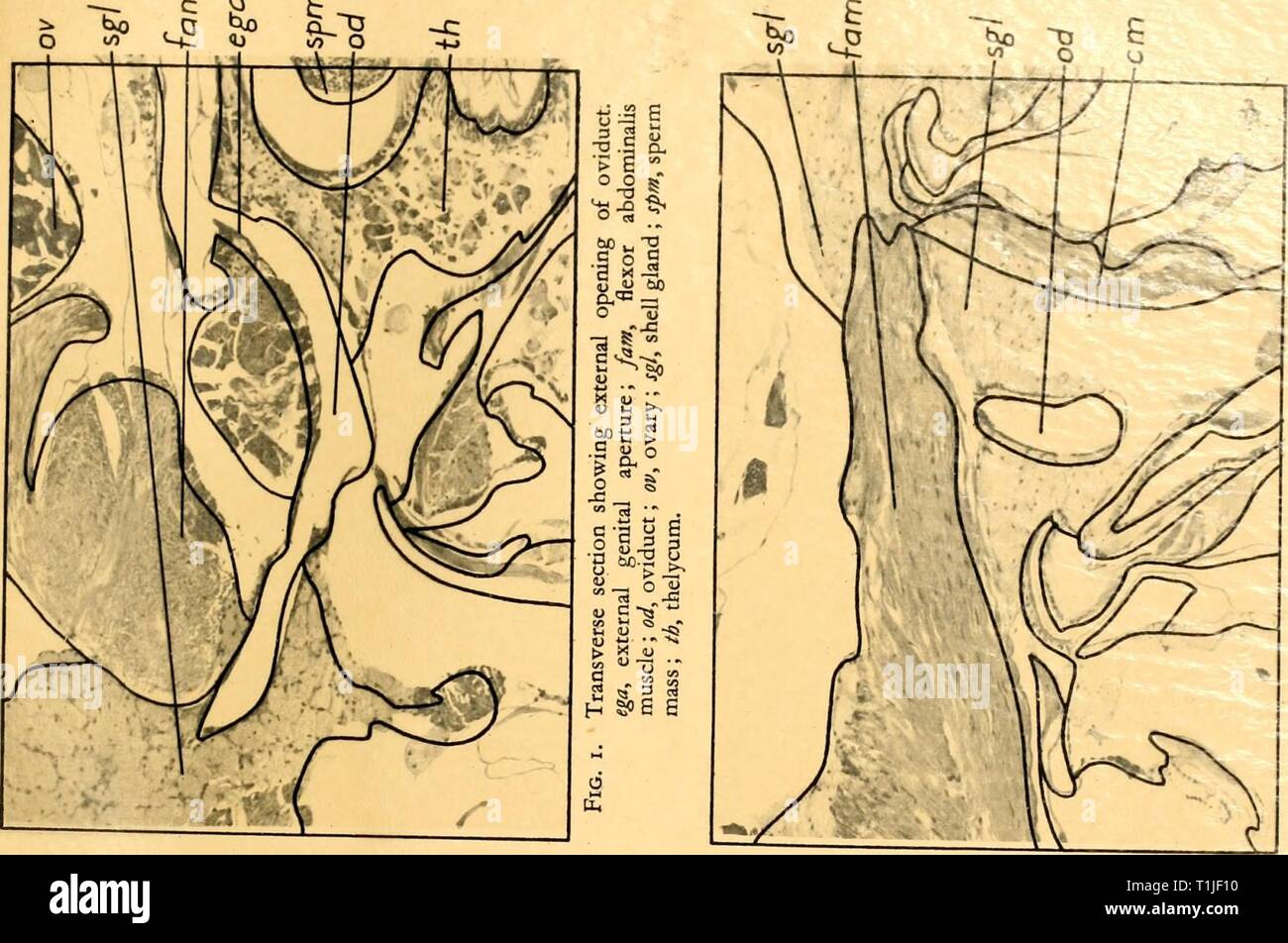 Discovery reports (1937) Discovery reports discoveryreports14inst Year ...