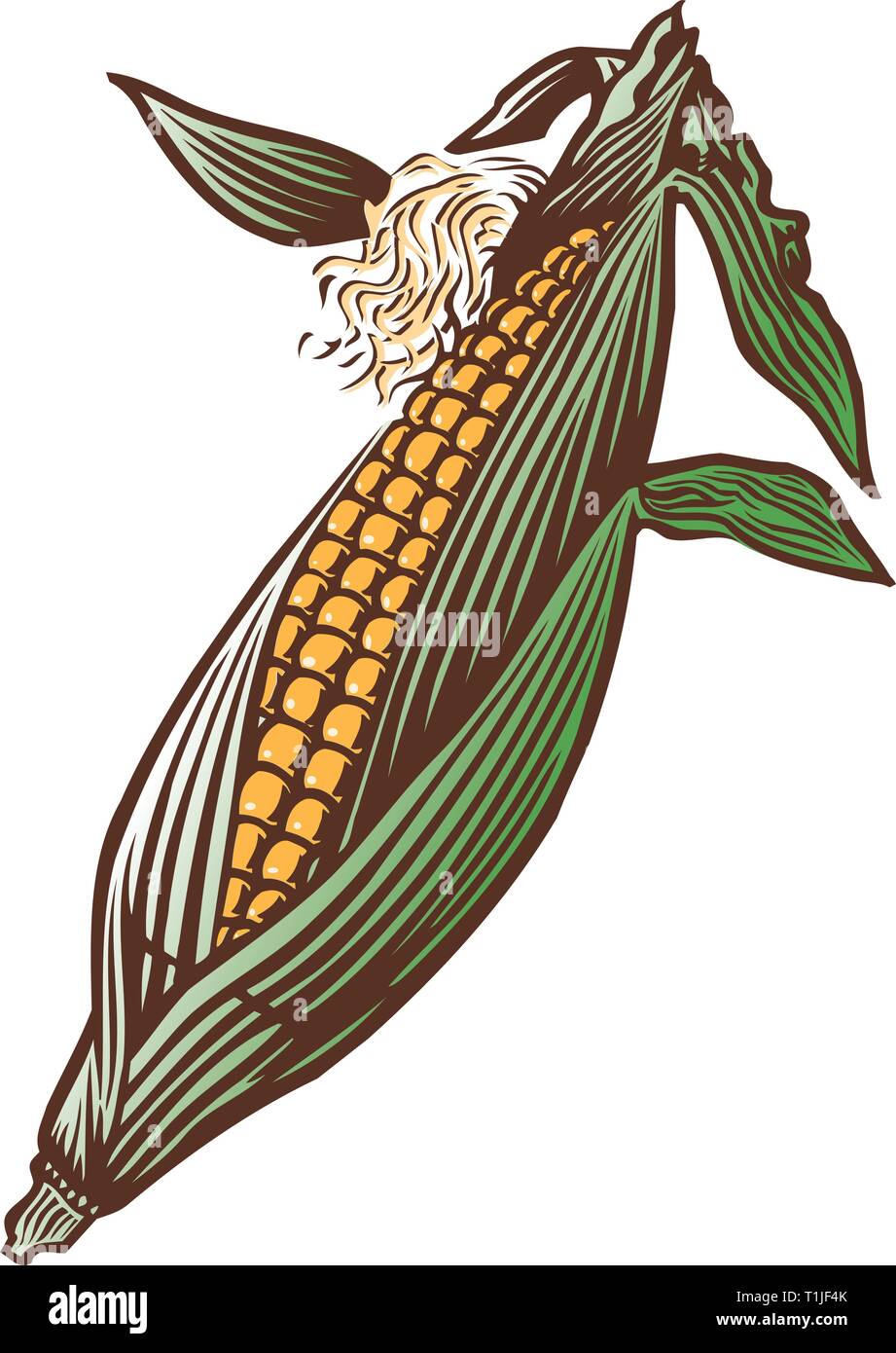 Ear of corn Stock Vector Images - Alamy