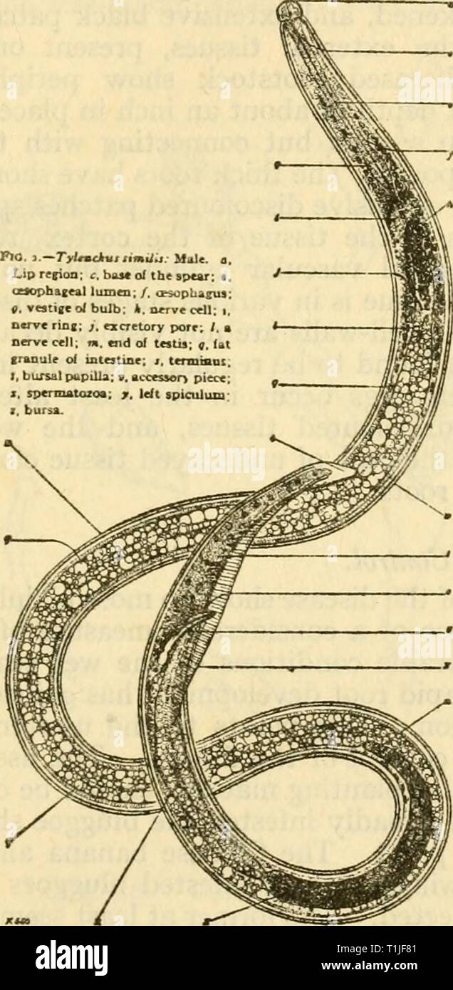 Eelworm hi-res stock photography and images - Alamy
