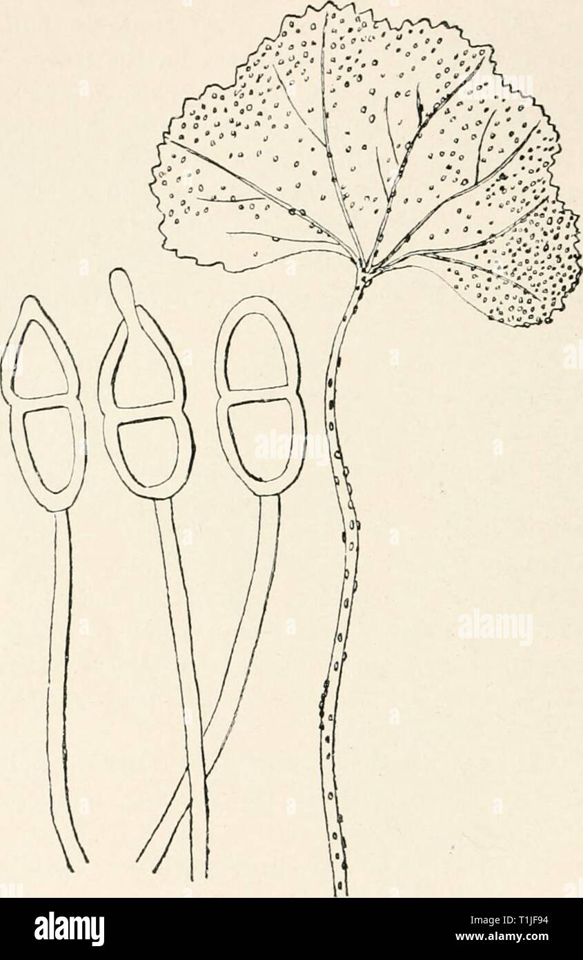 Diseases of plants induced by Diseases of plants induced by cryptogamuc ...