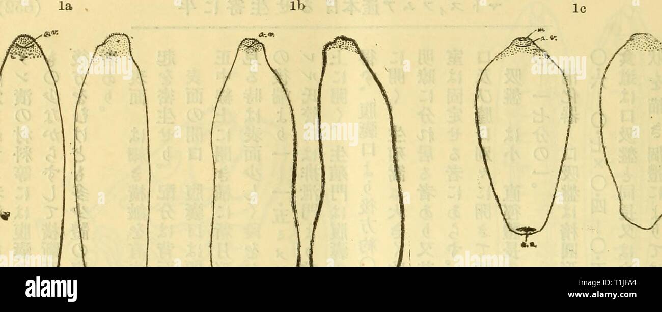 Dobutsugaku zasshi (1922 Stock Photo - Alamy