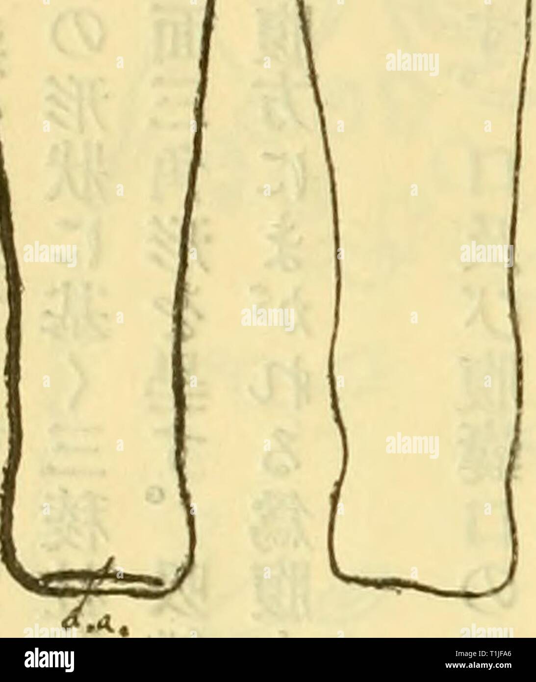 Dobutsugaku zasshi (1922 Stock Photo - Alamy