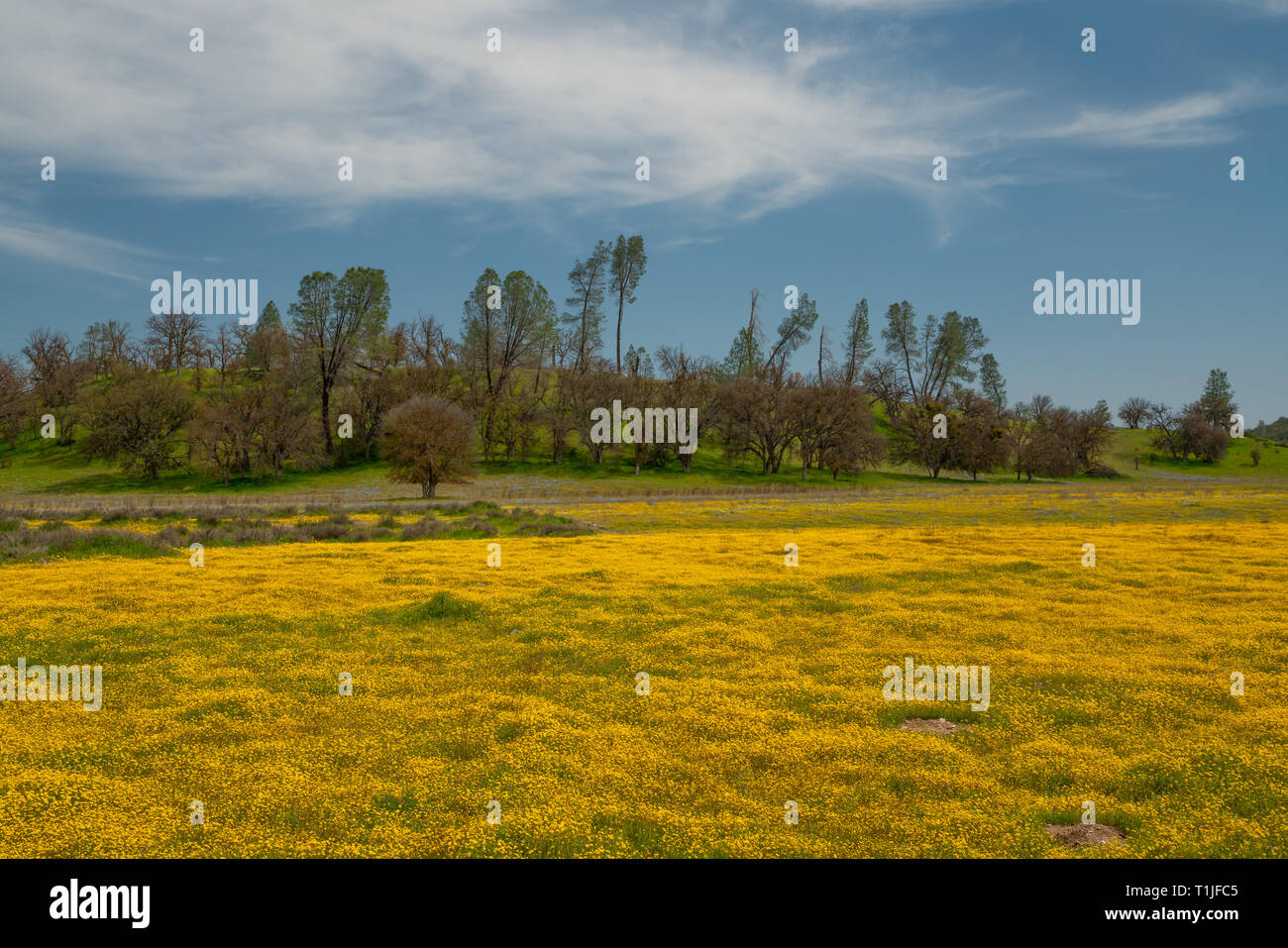 Wildflower super bloom hi-res stock photography and images - Alamy