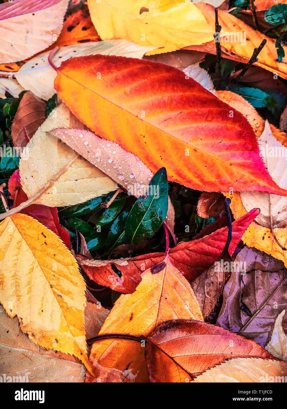 Fall season, weather and environment concept - Autumn leaves and trees ...