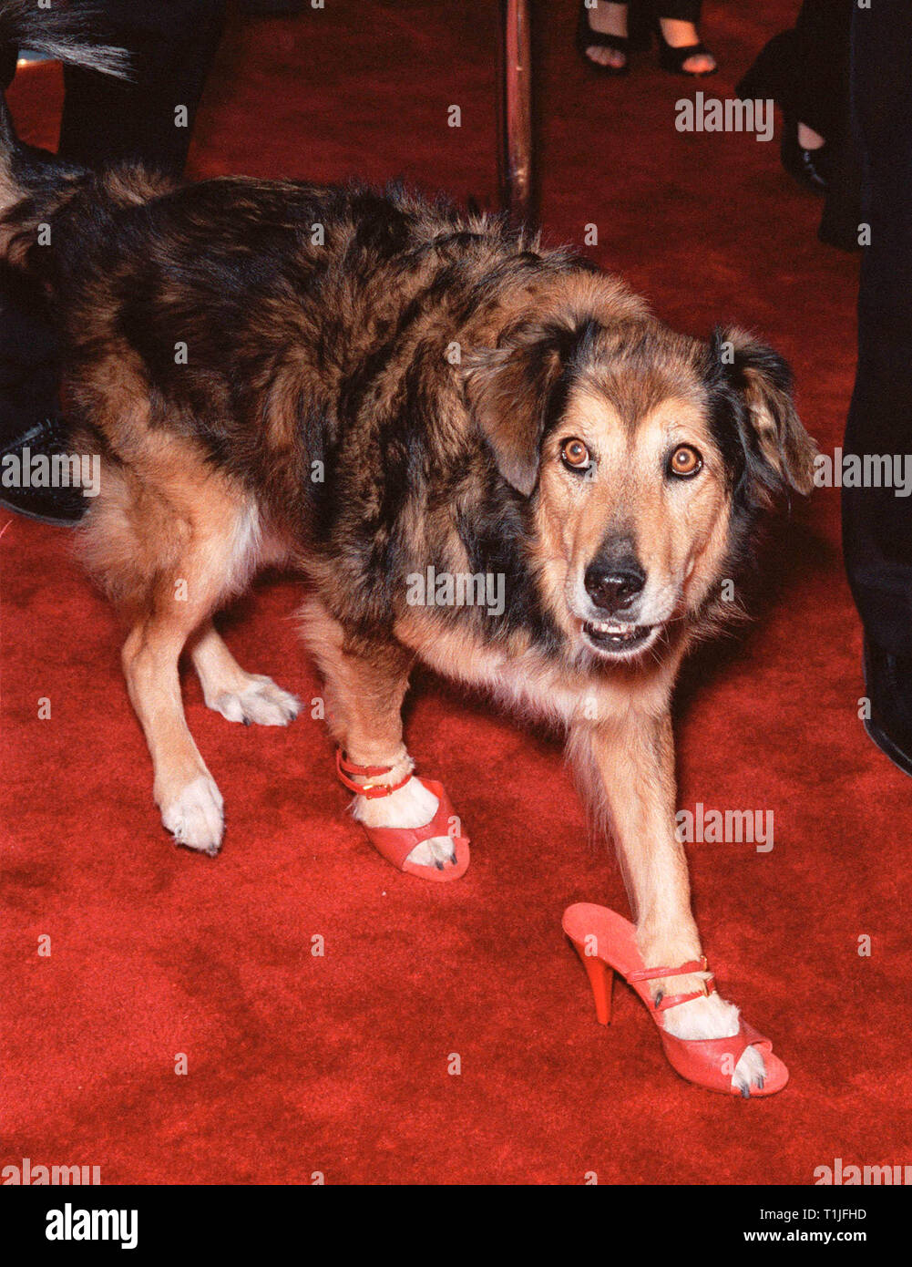 LOS ANGELES, CA - August 10, 1999: "BETSY" the Dog at the Los Angeles ...