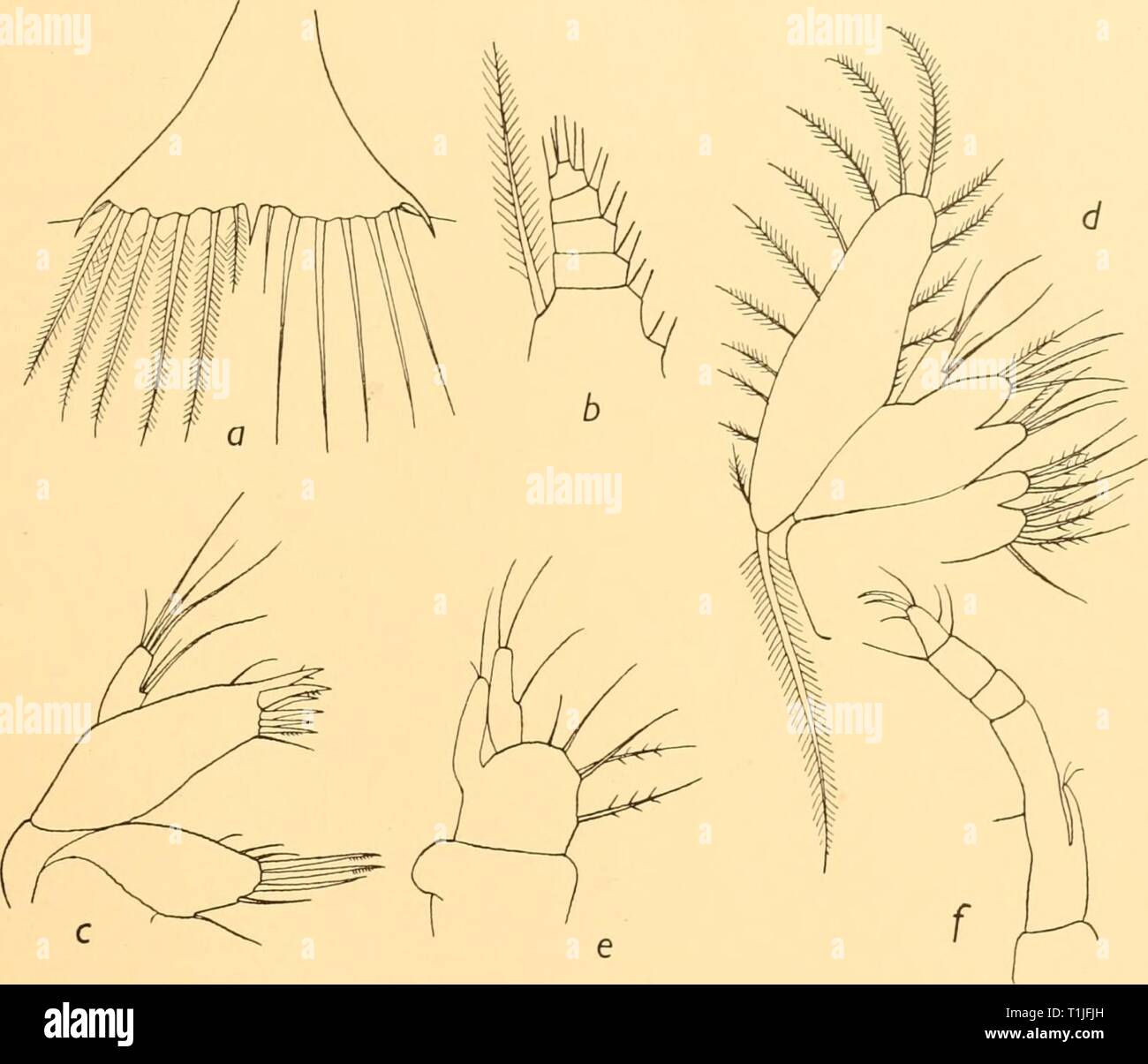 Antennal segments hi-res stock photography and images - Alamy