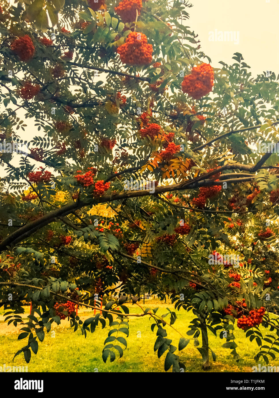 Fall season, weather and environment concept - Autumn leaves and trees ...